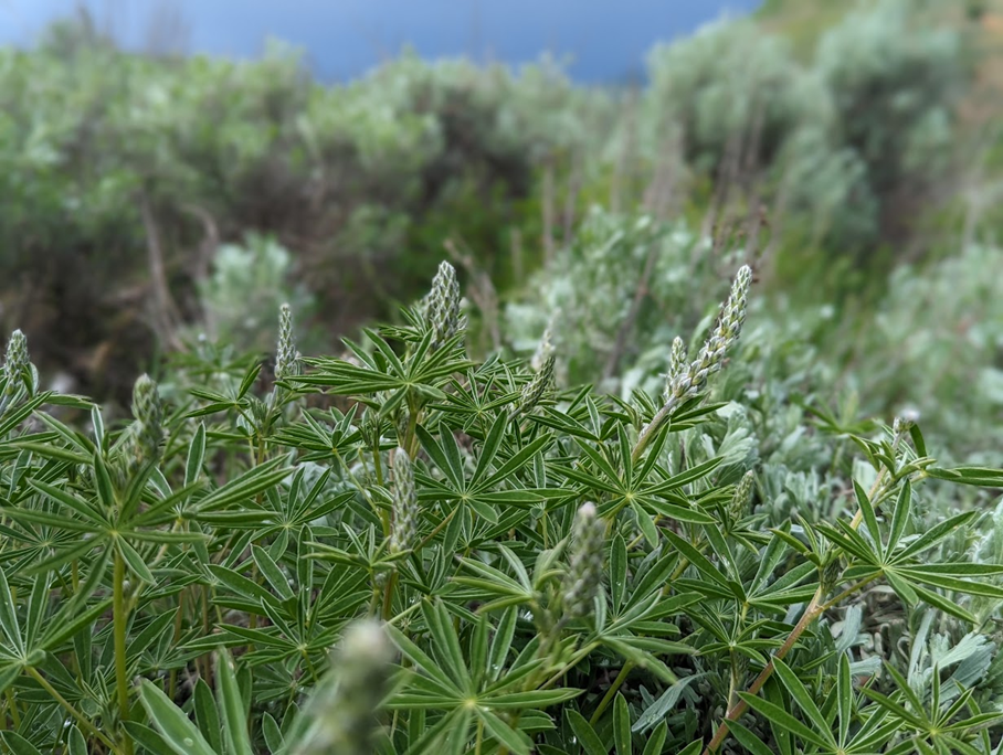 The Case for Native Plants in Landscape Design – Today's Landscapes